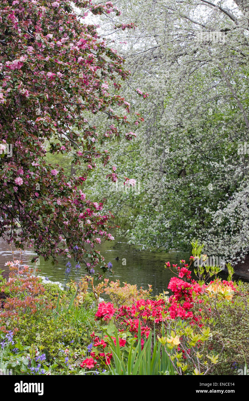 spring bloom in Hyde Park London England "splash of Color Stock Photo ...