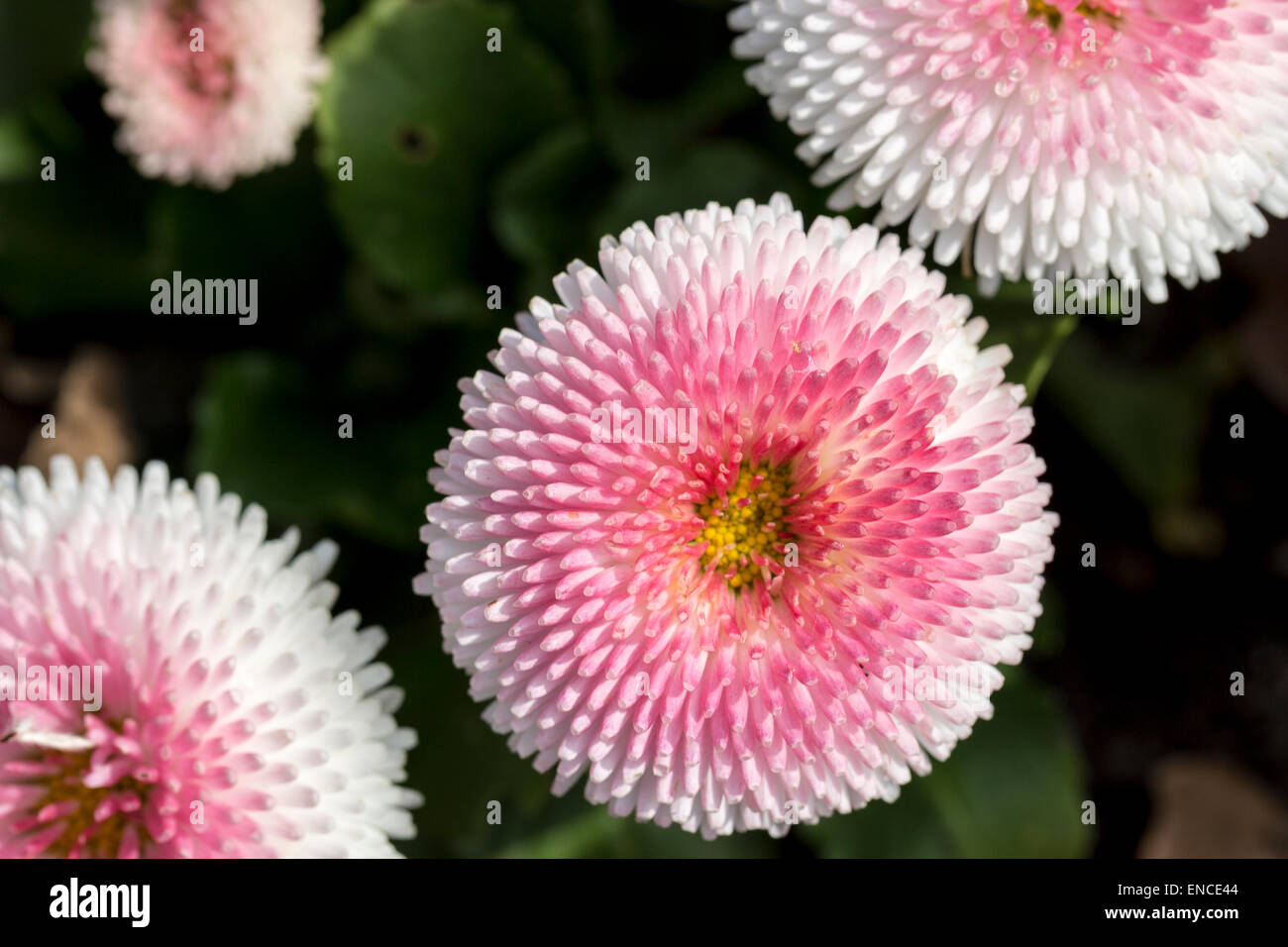 Pomponetrte hi-res stock photography and images - Alamy