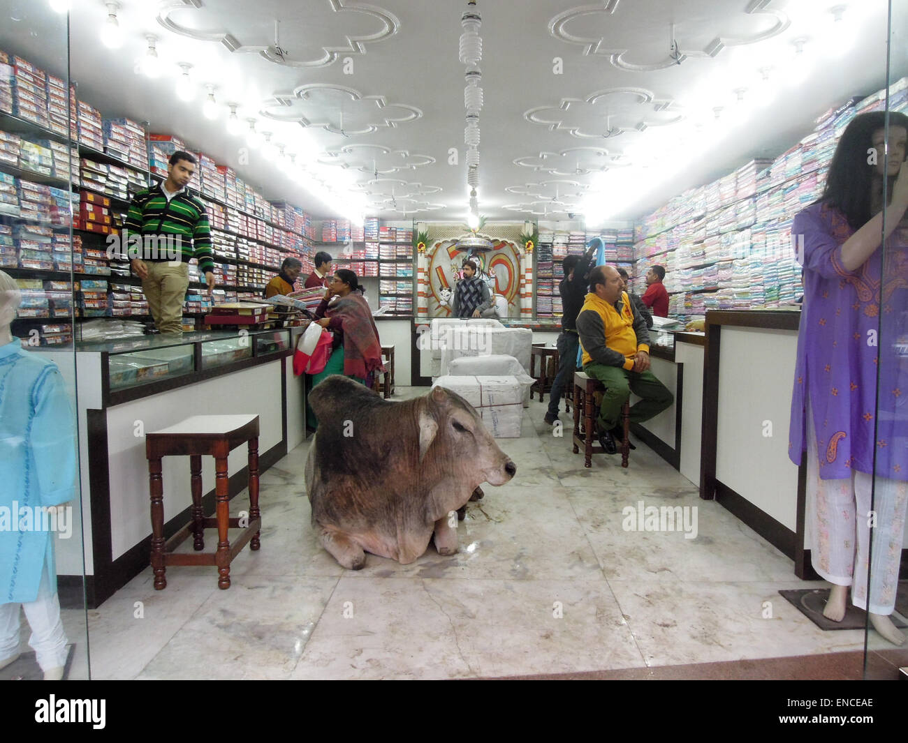 Buying a cow hi-res stock photography and images - Alamy