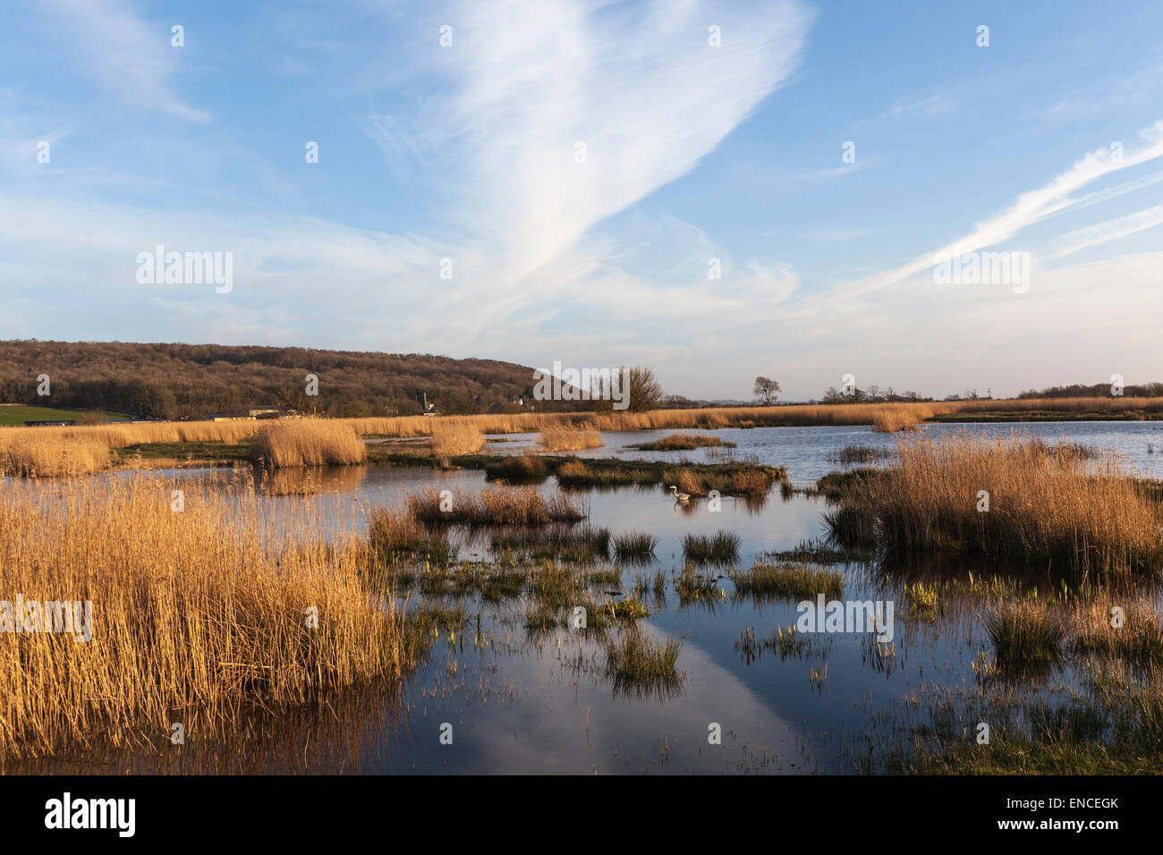 Leighton moss rspb reserve hi-res stock photography and images - Alamy