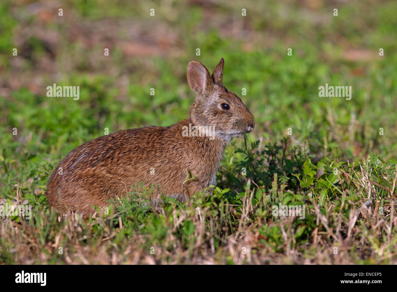 Marsh Rabbit Sylvilagus palustris grazing on roadside vegetation ...