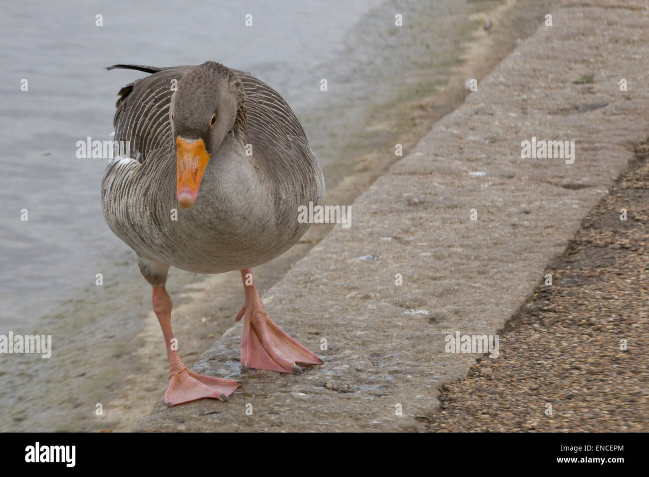 Greylag goose heading into the Serpentine lake in London Stock Photo ...