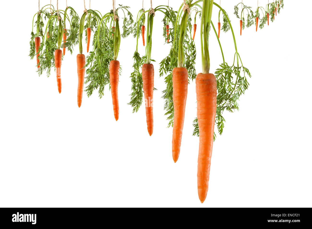 Bunch of lined carrots hanging on strings on a white background as a ...