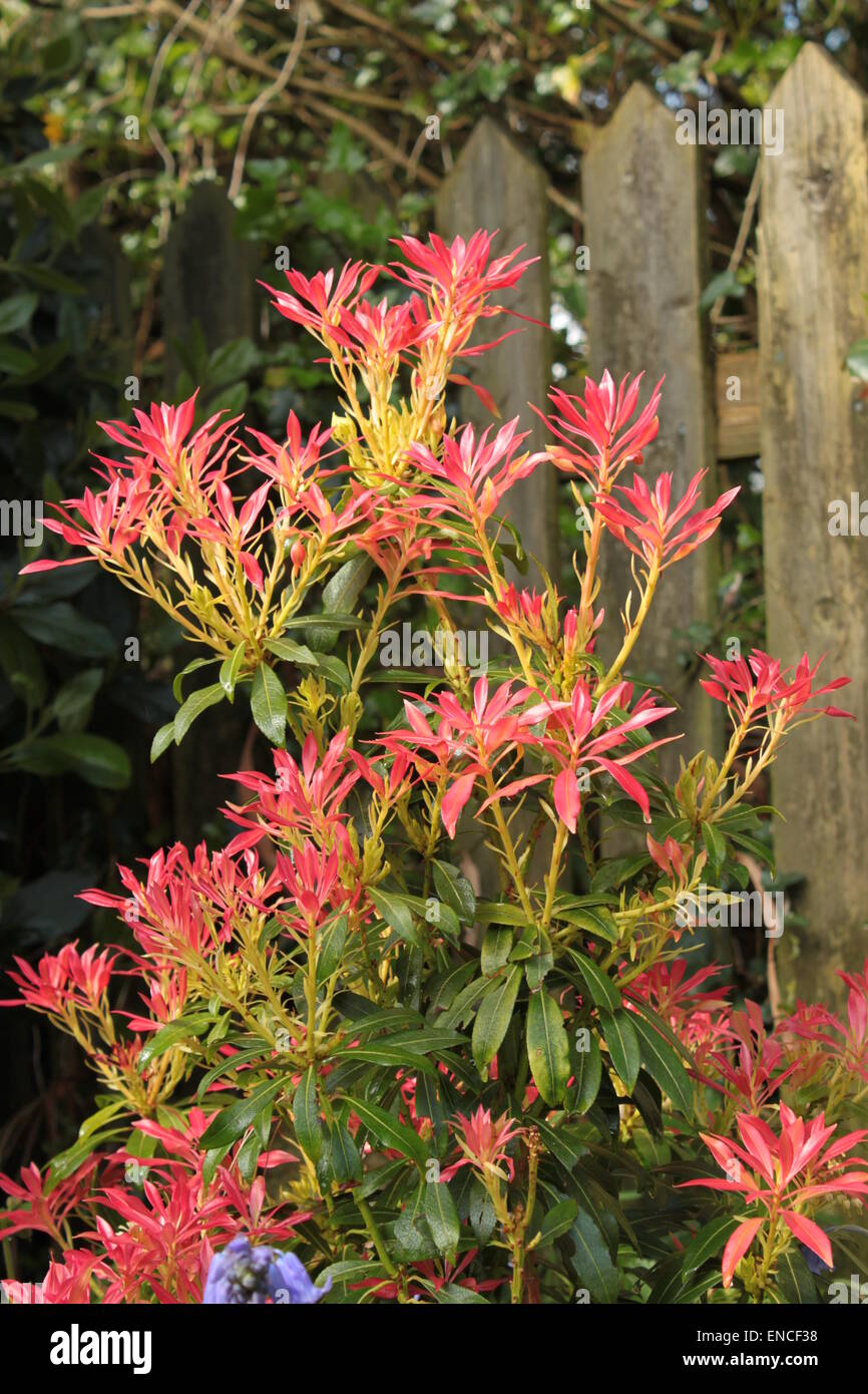 Peris japonica hi-res stock photography and images - Alamy