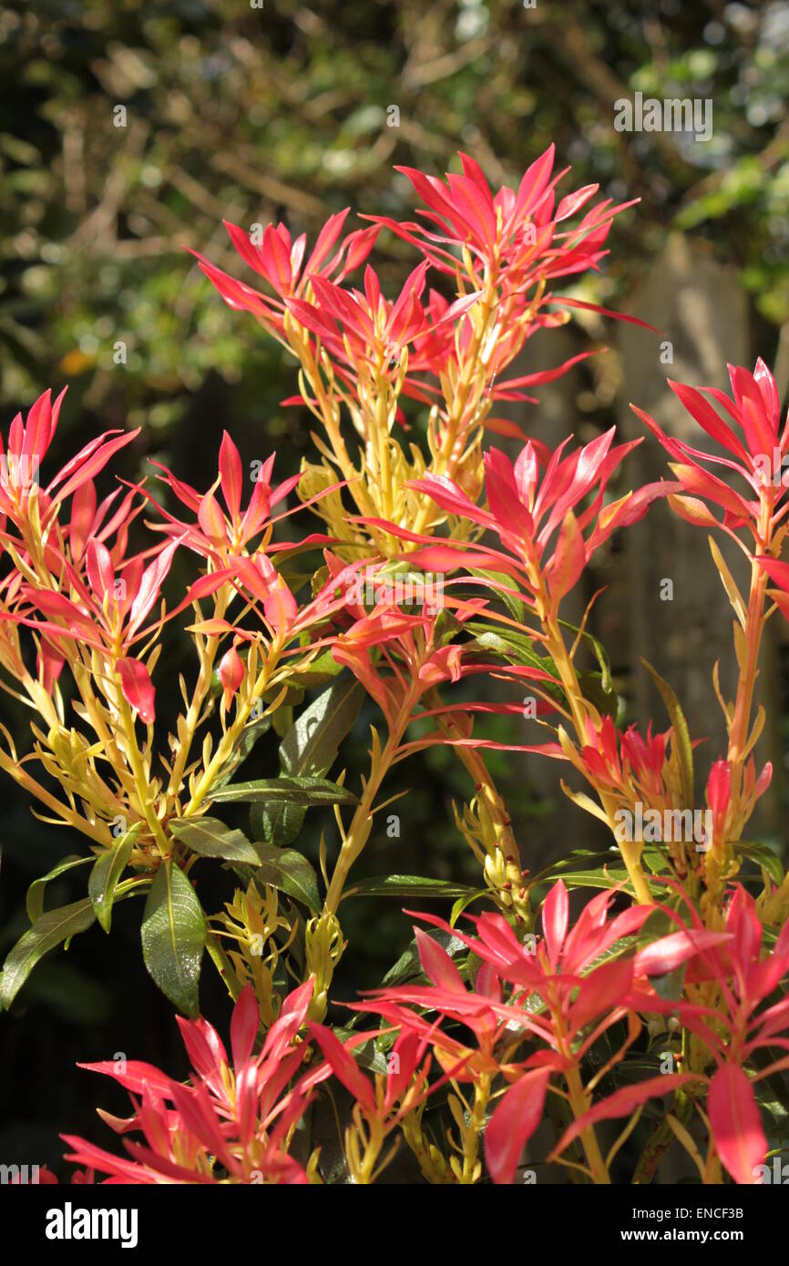 Peris japonica hi-res stock photography and images - Alamy
