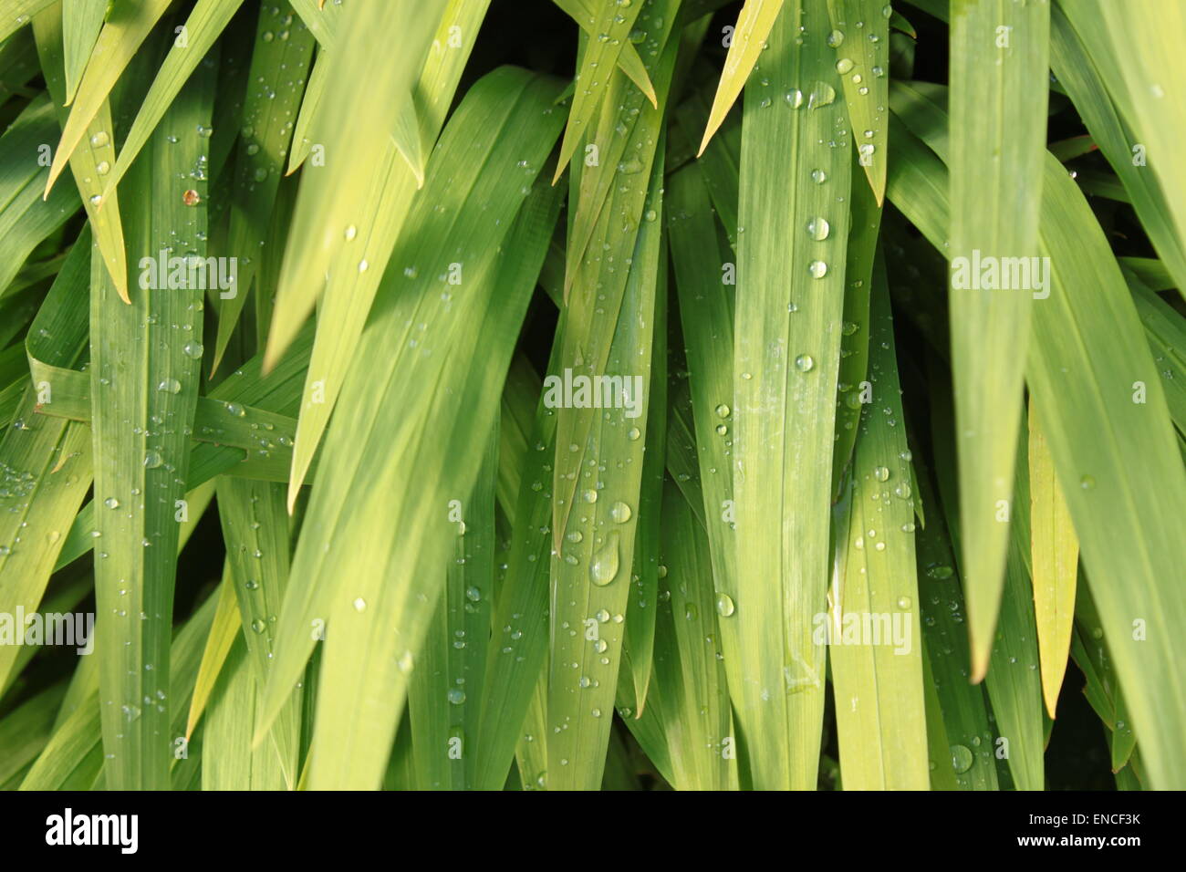 vertical leaves with raindrops Stock Photo - Alamy