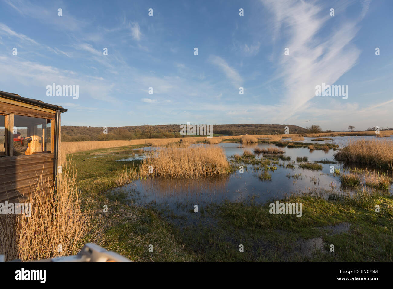 Woman in the observation hides in Leighton Moss RSPB reserve ...