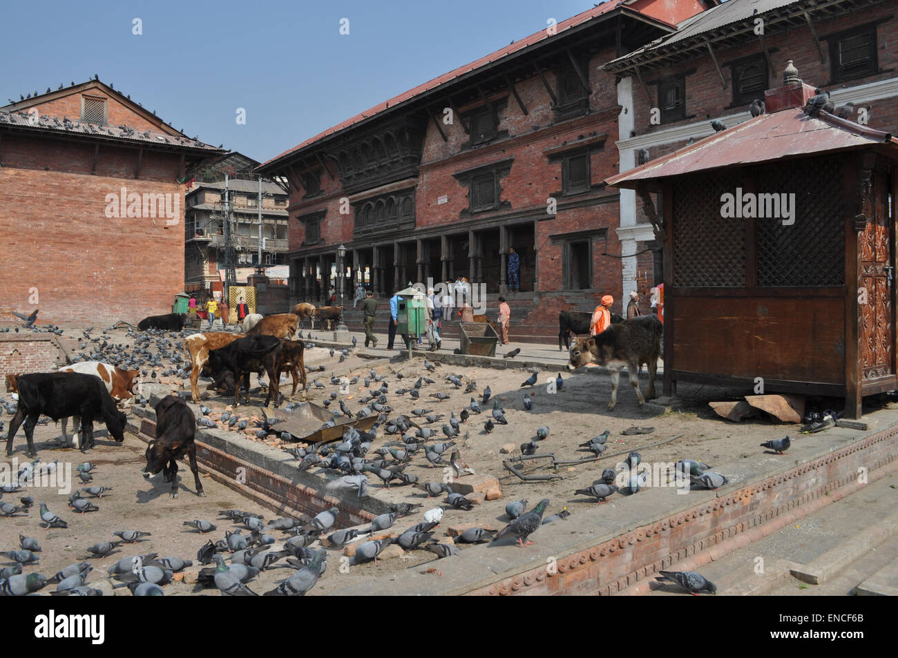 Pigeons and cows dominate a square in the Pashupatinath Hindu temple ...