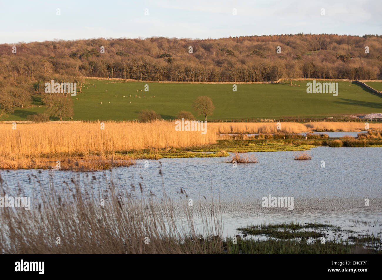 Rspb leighton moss nature reserve hi-res stock photography and images ...