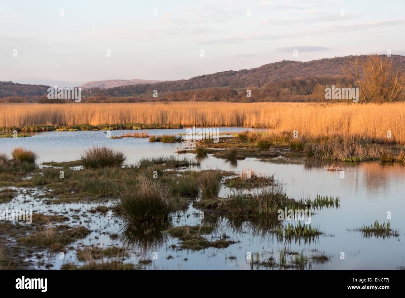 Leighton Moss RSPB reserve, Lancashire, England, United Kingdom Stock ...