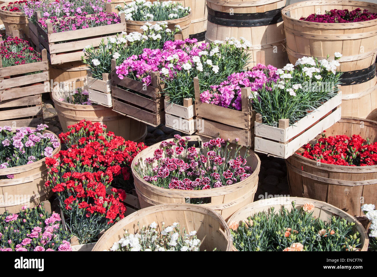 containers of flowers in a market, ready to be sold Stock Photo - Alamy