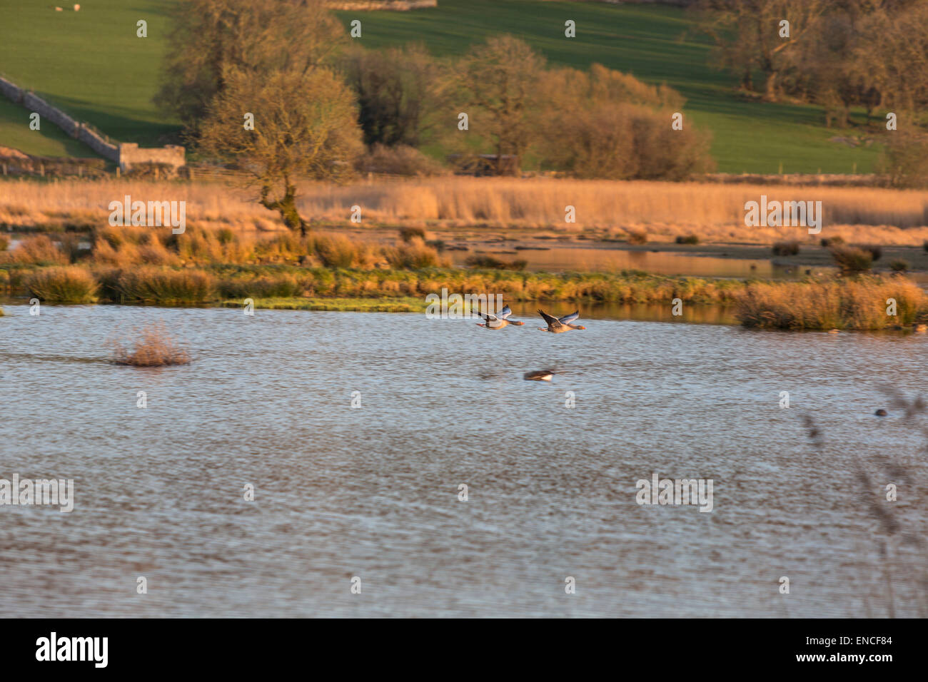Ducks flying in Leighton Moss RSPB reserve, Lancashire, England, United ...