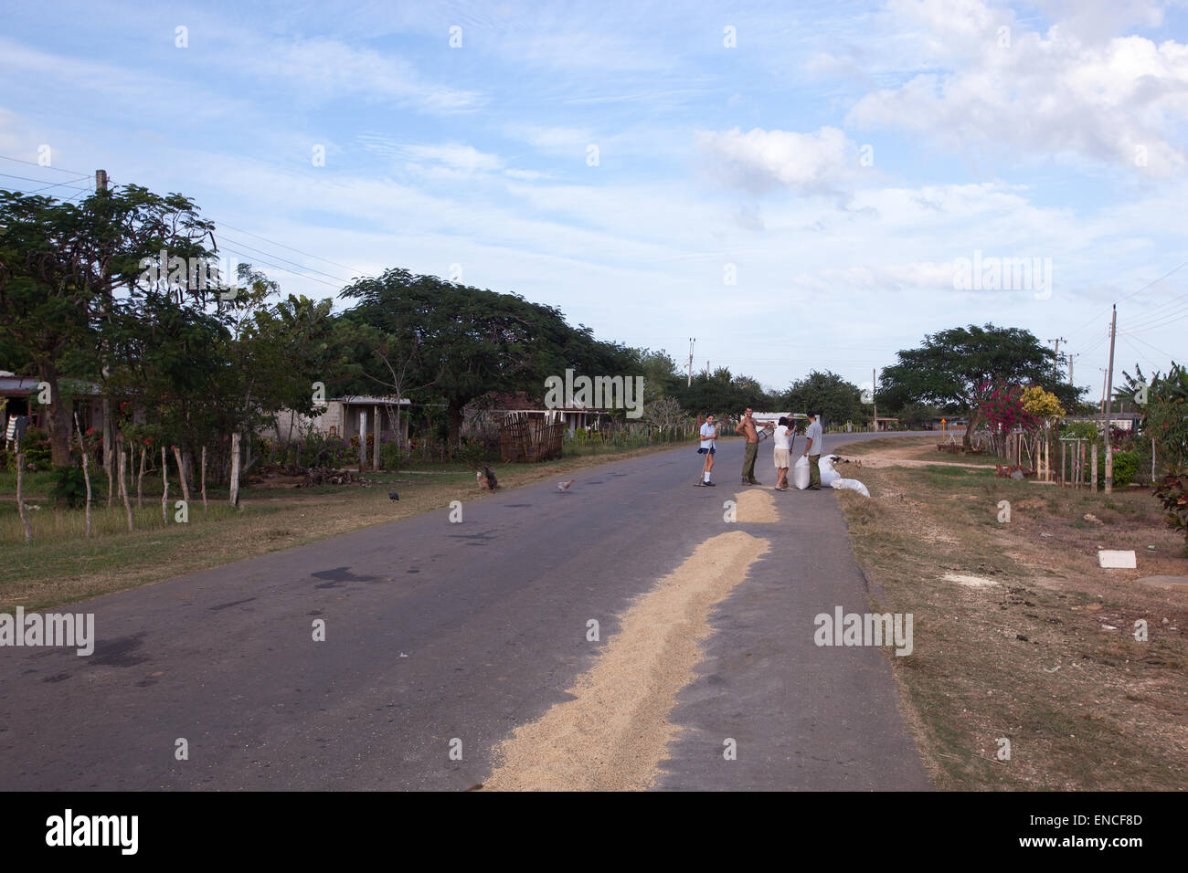 Rice drying hi-res stock photography and images - Alamy