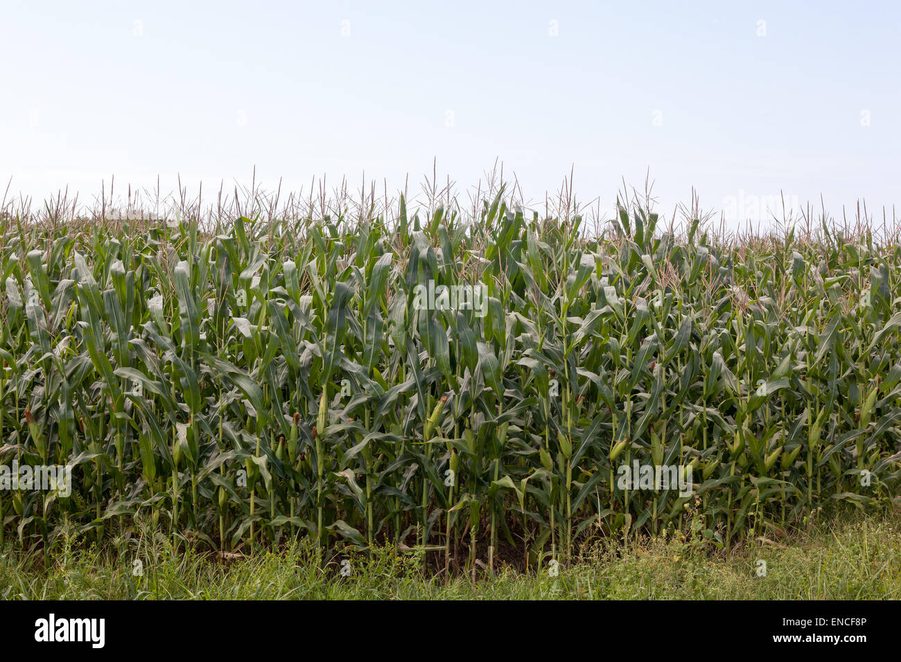Maize crop caribbean hi-res stock photography and images - Alamy