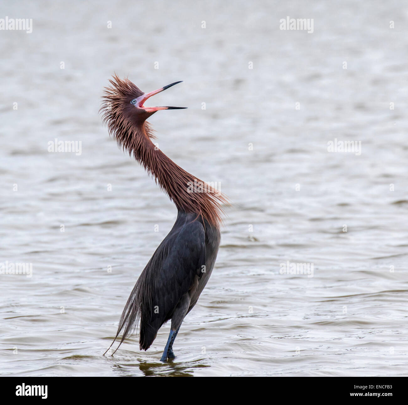 Reddish egret (Egretta rufescens), vocalizing during the spring ...