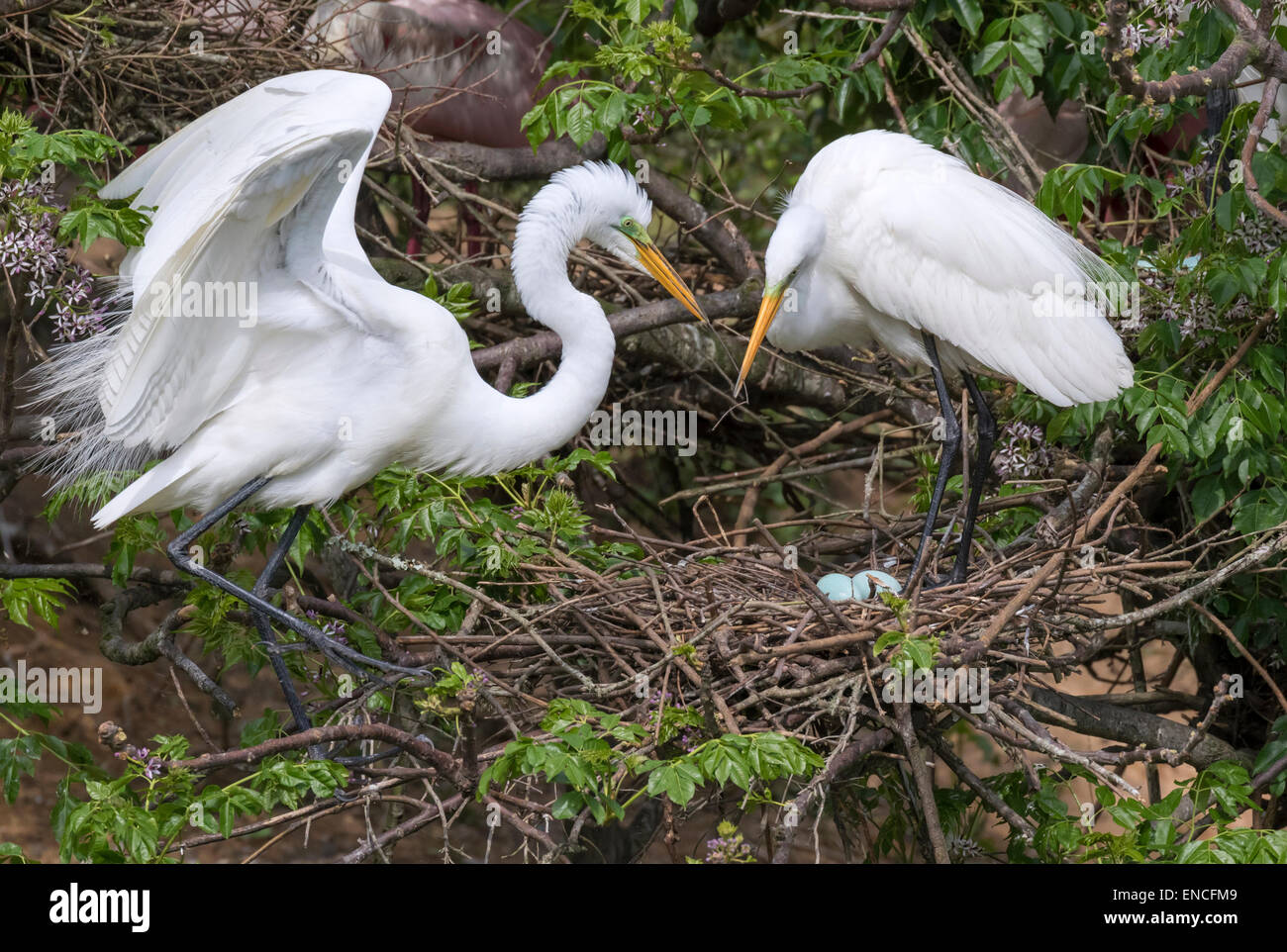 Great white egret family hi-res stock photography and images - Alamy
