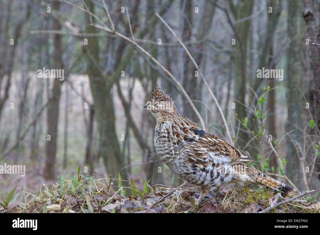 A lone Ruffed grouse stands cautiously in an eastern woodlot Stock ...