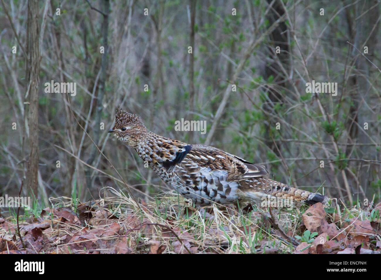 Ruffed grouse umbellus camouflage hi-res stock photography and images ...