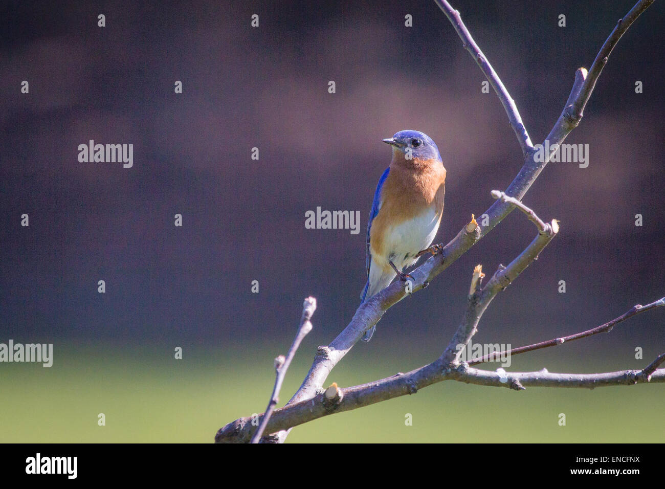 A male Eastern bluebird sits in an apple tree Stock Photo - Alamy