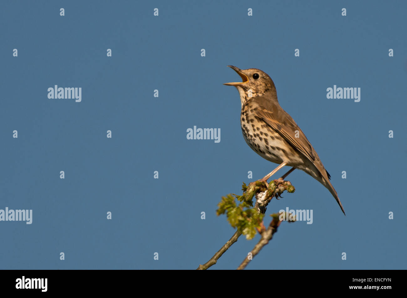 Song Thrush-Turdus philomelos in song. Spring. Uk Stock Photo - Alamy