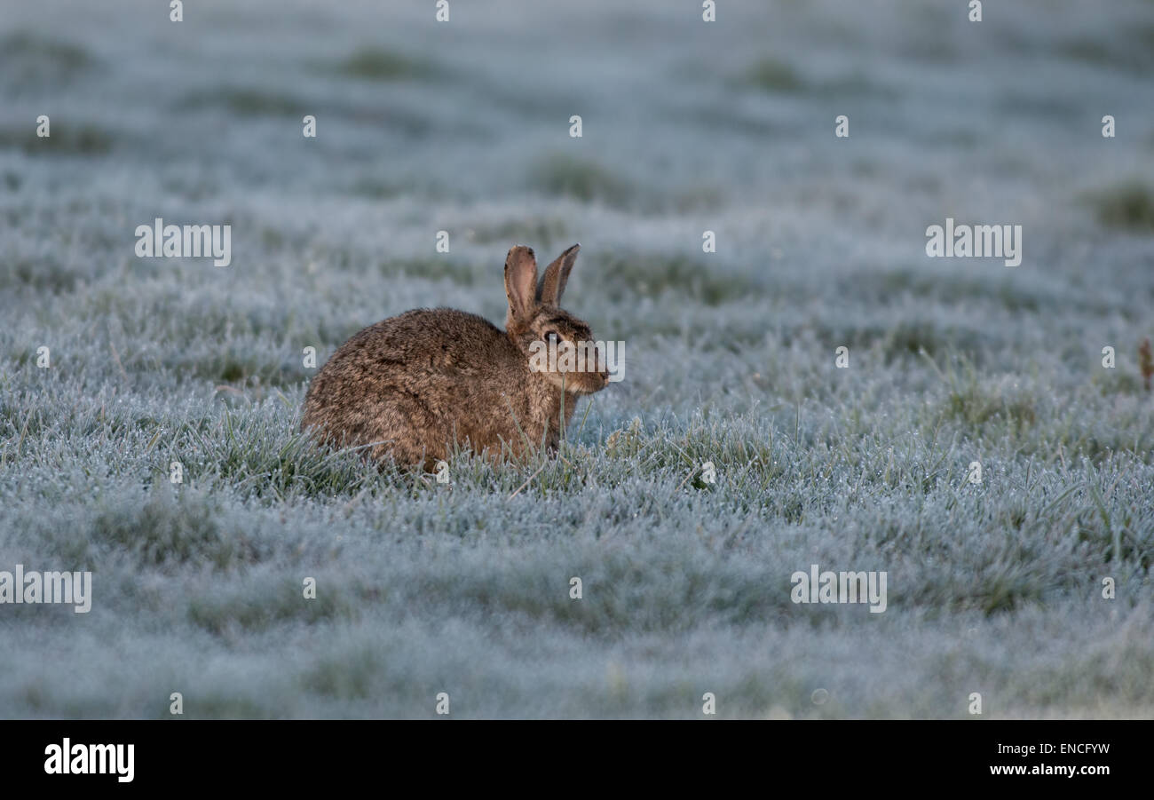 Rabbit- Oryctolagus cuniculus on frost covered ground. Spring. Uk Stock ...