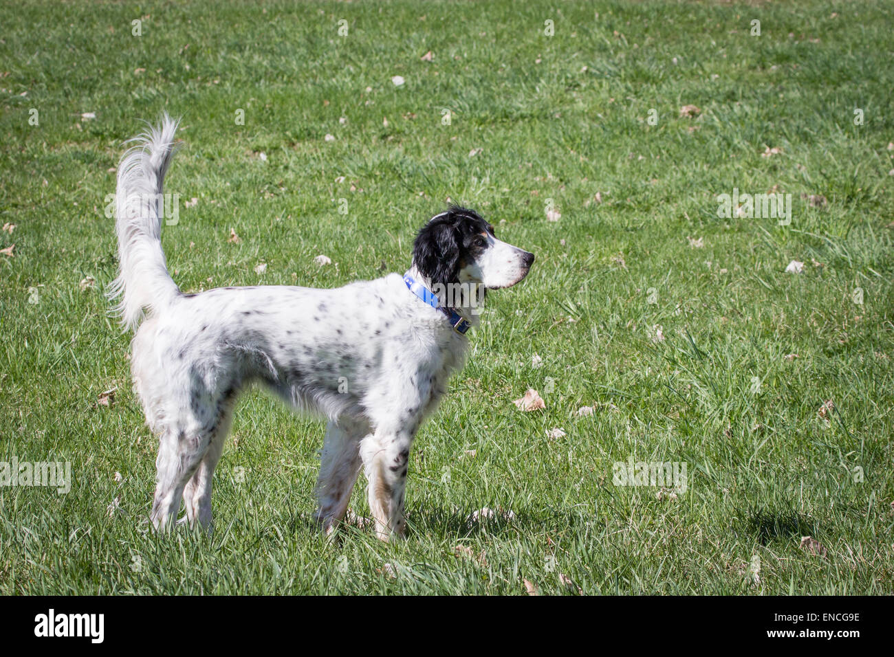 English pointer pointing hi-res stock photography and images - Alamy