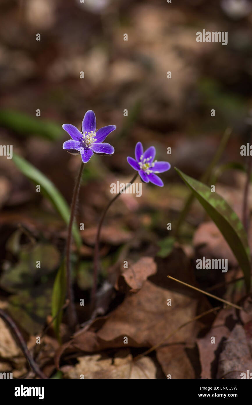 Purple Hepatica blooms in the springtime Stock Photo - Alamy
