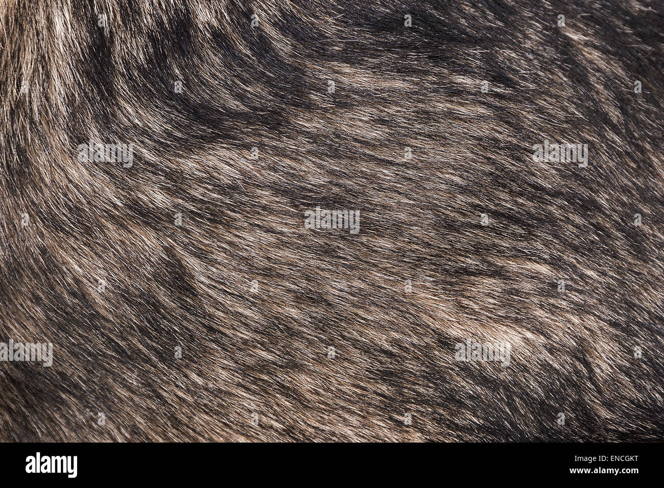 Fluffy brown dog hi-res stock photography and images - Alamy