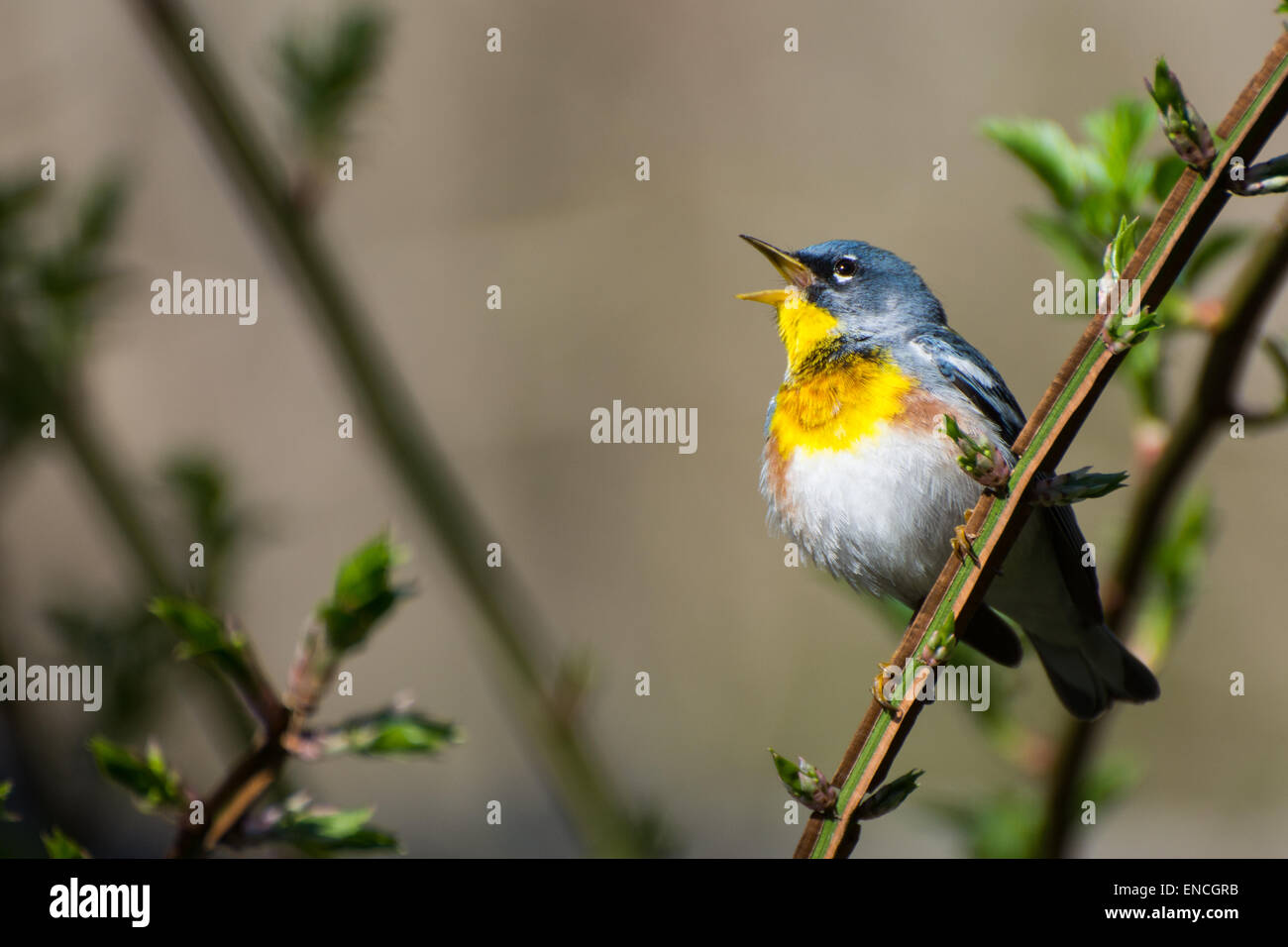 Northern parula hi-res stock photography and images - Alamy