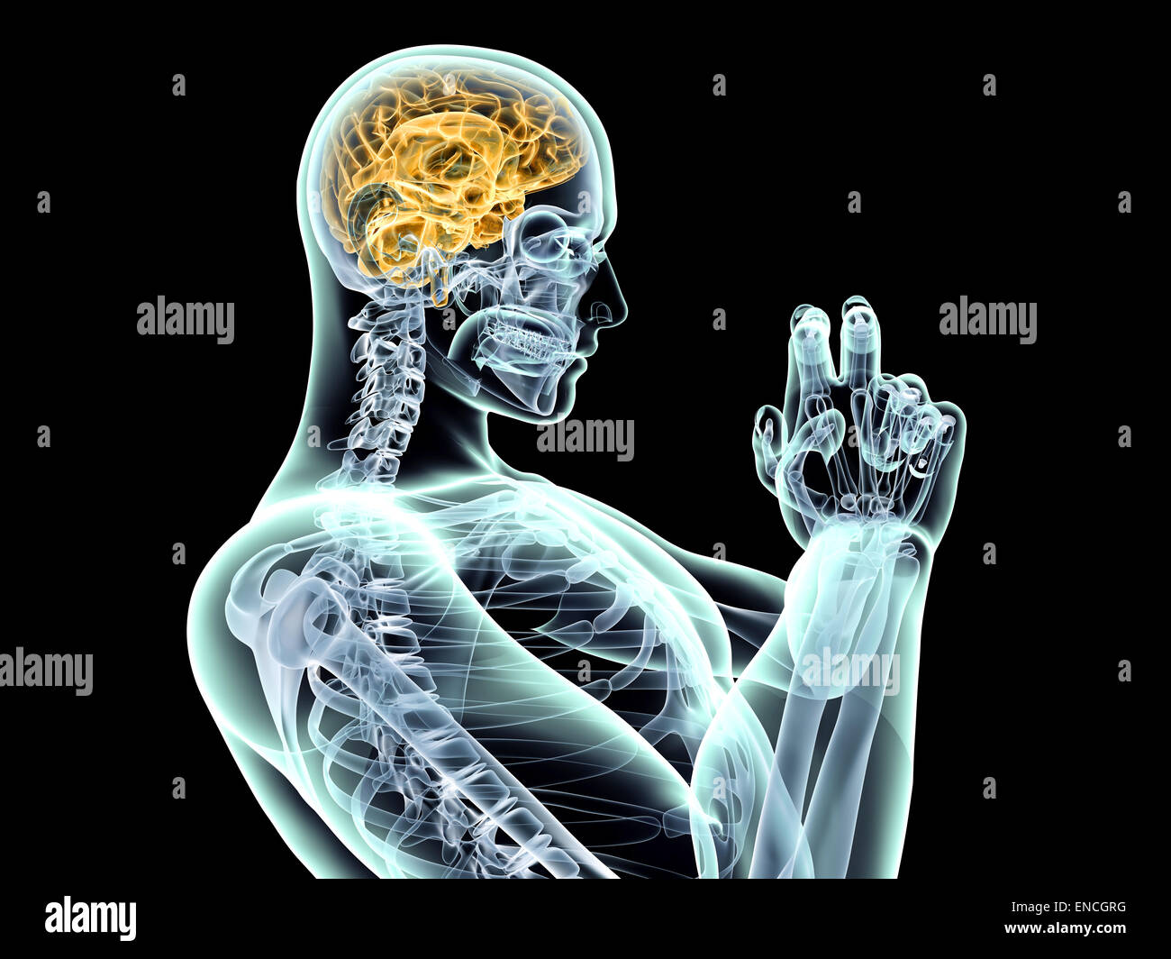 Brain meditation mri hi-res stock photography and images - Alamy