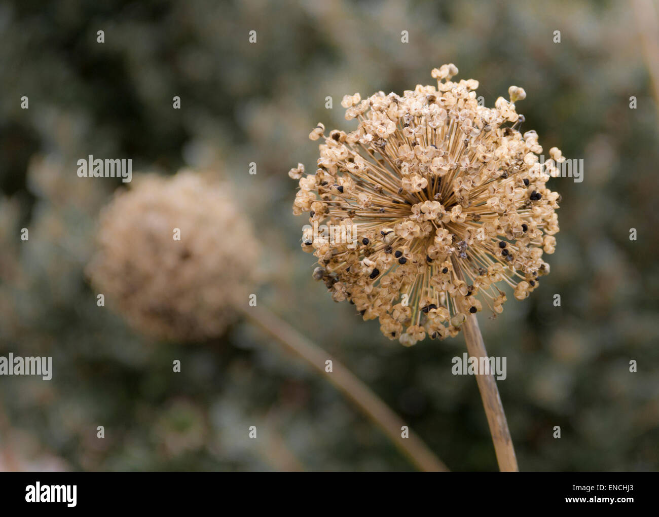 Allium flower seeds hi-res stock photography and images - Alamy