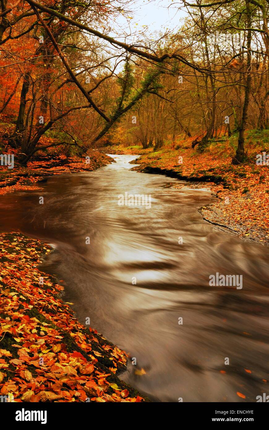 Autumn River in the Woods Stock Photo - Alamy