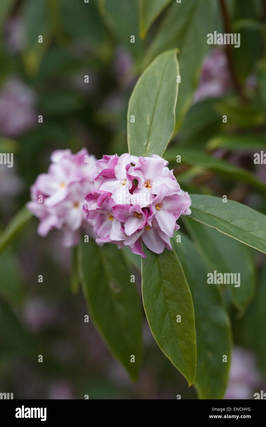 Daphne bholua 'Limpsfield' Stock Photo - Alamy