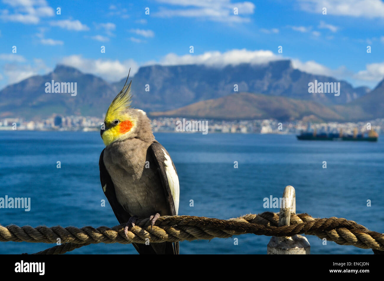 South african cape parrot hi-res stock photography and images - Alamy
