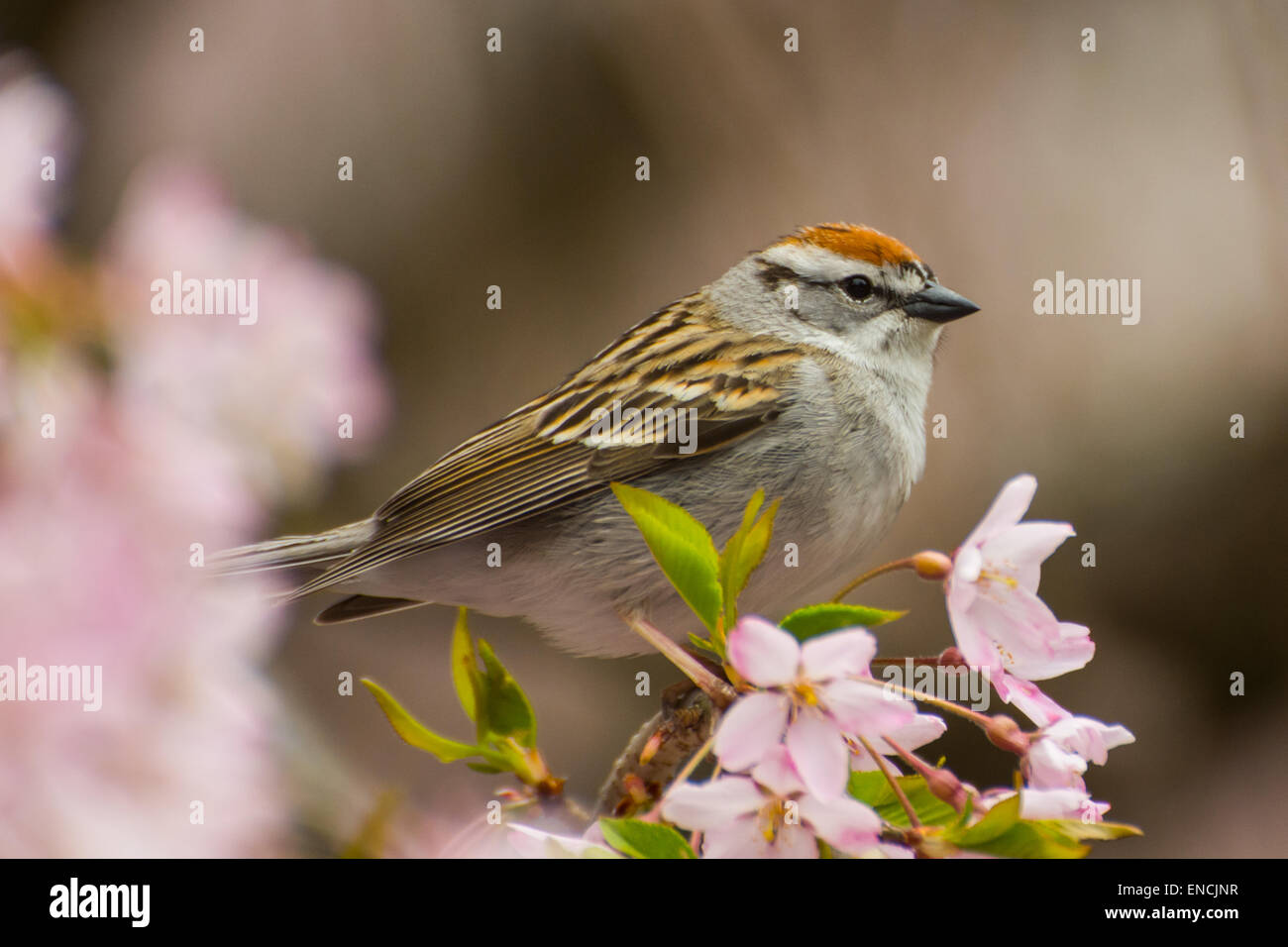 Sparrow species hi-res stock photography and images - Alamy