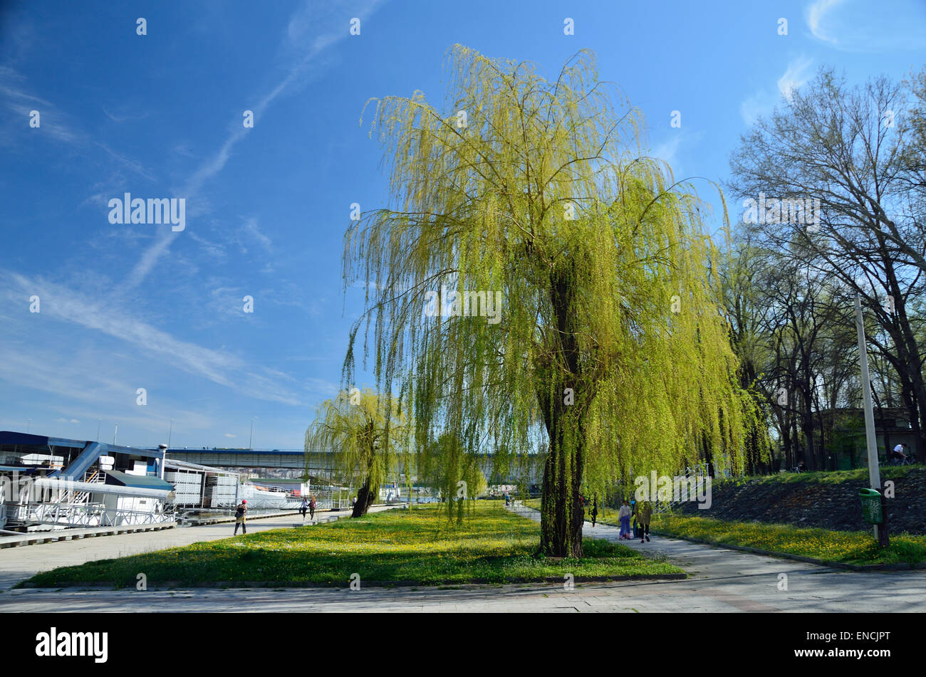 Yellow weeping willow tree on hi-res stock photography and images - Alamy