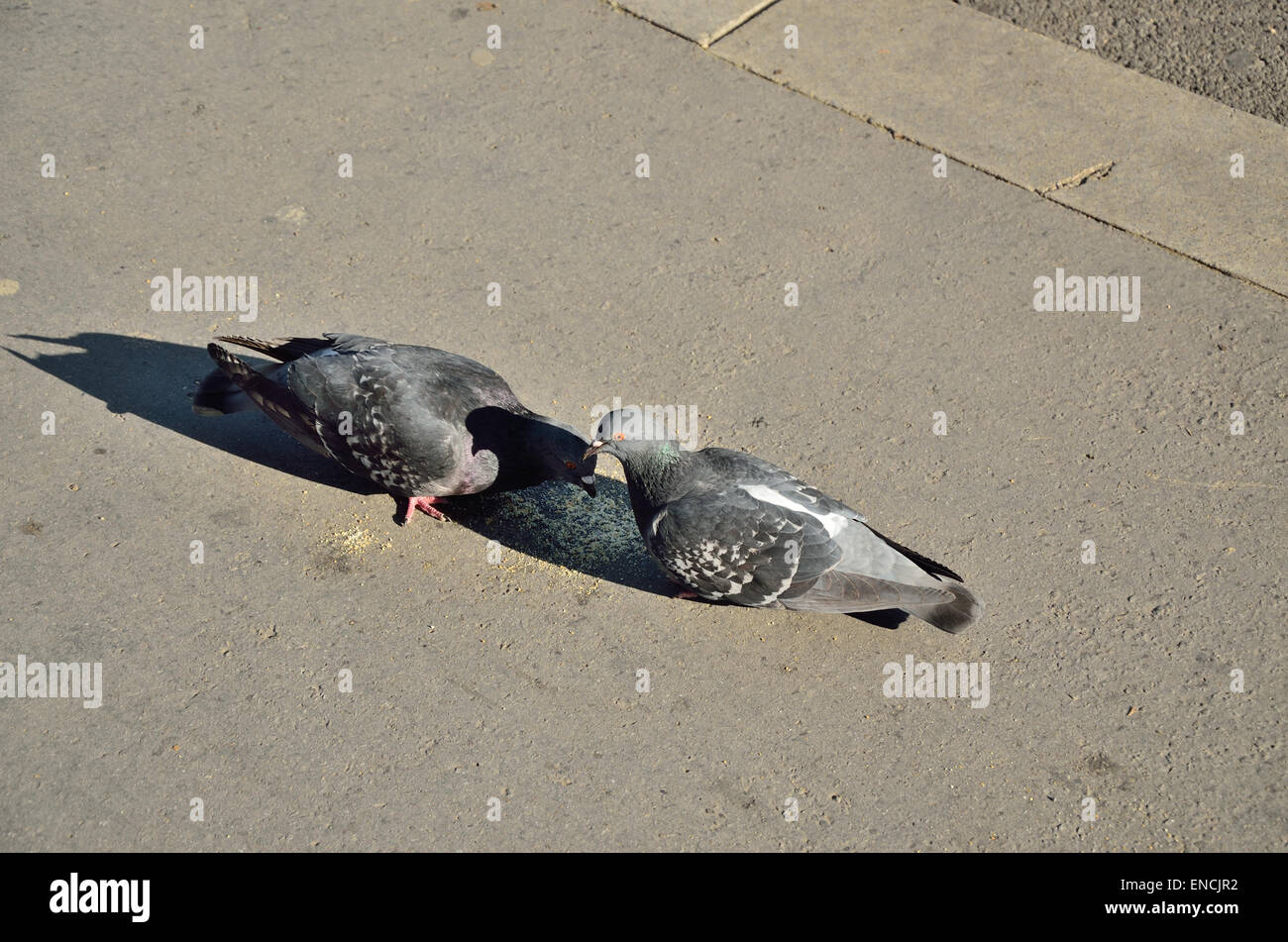 Two pigeons eating bread crumbs on the city pavement Stock Photo - Alamy