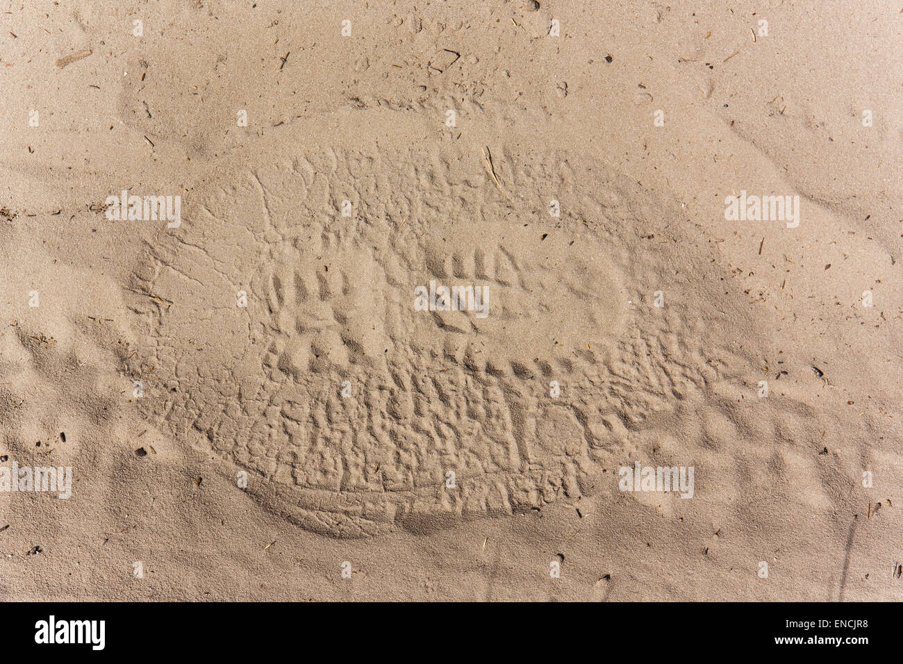 A footstep of a human inside the footstep of an elephant Stock Photo ...
