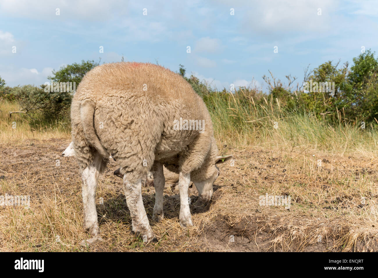 Standing on the back of a sheep hi-res stock photography and images - Alamy