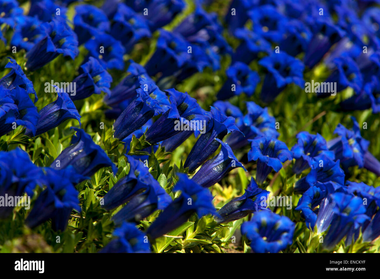Blue stemless Gentian, Gentiana acaulis Stock Photo - Alamy