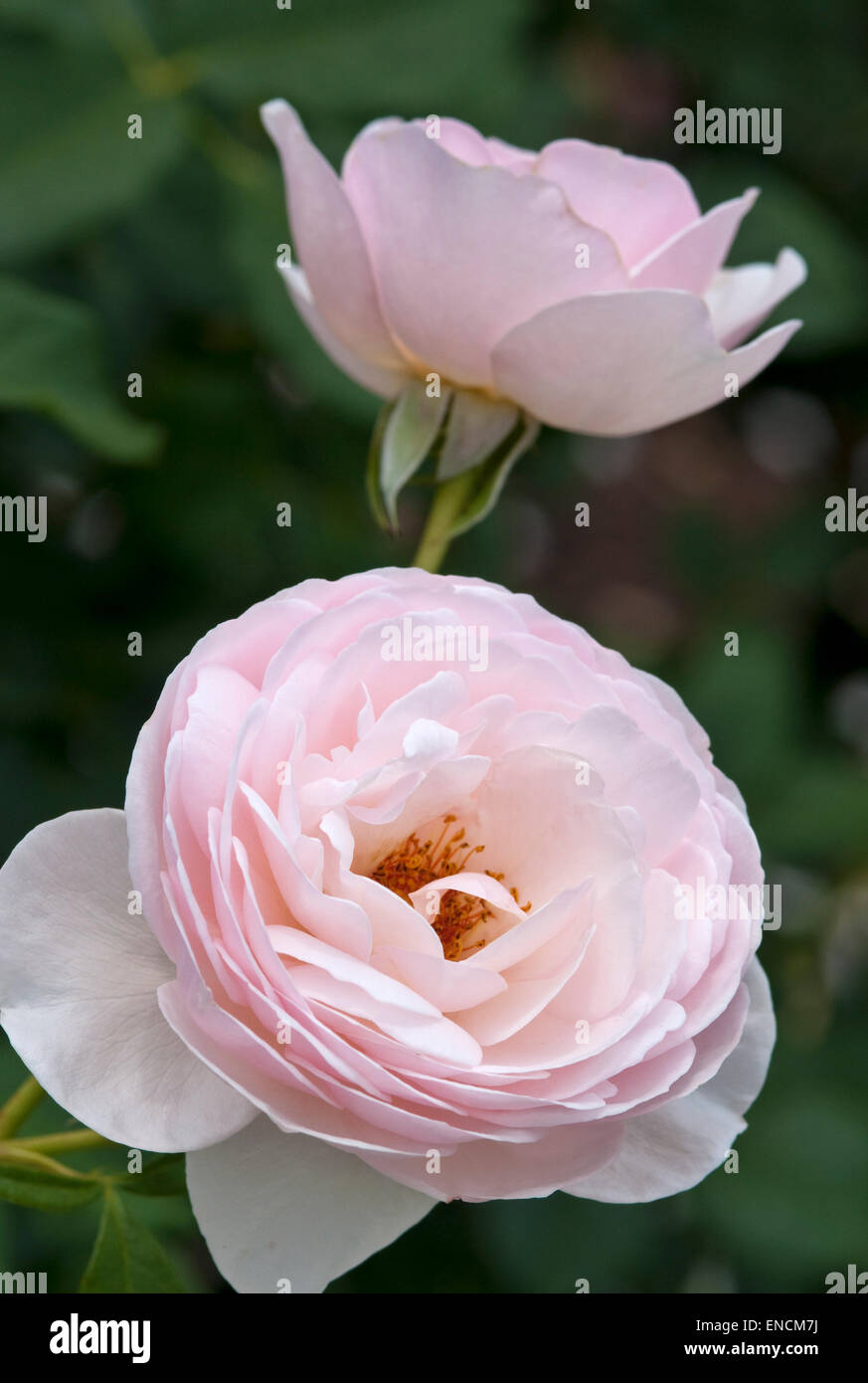 Shrub rose rosa heritage hi-res stock photography and images - Alamy