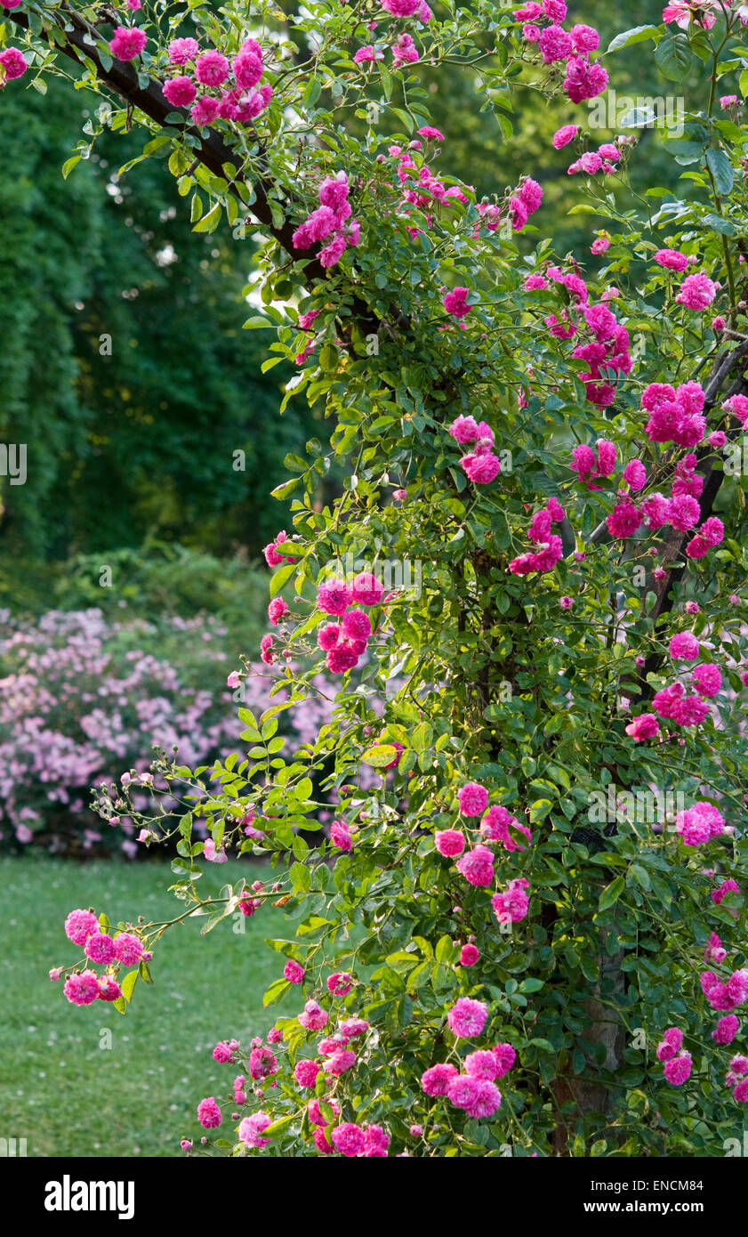 Rose arbour hi-res stock photography and images - Alamy