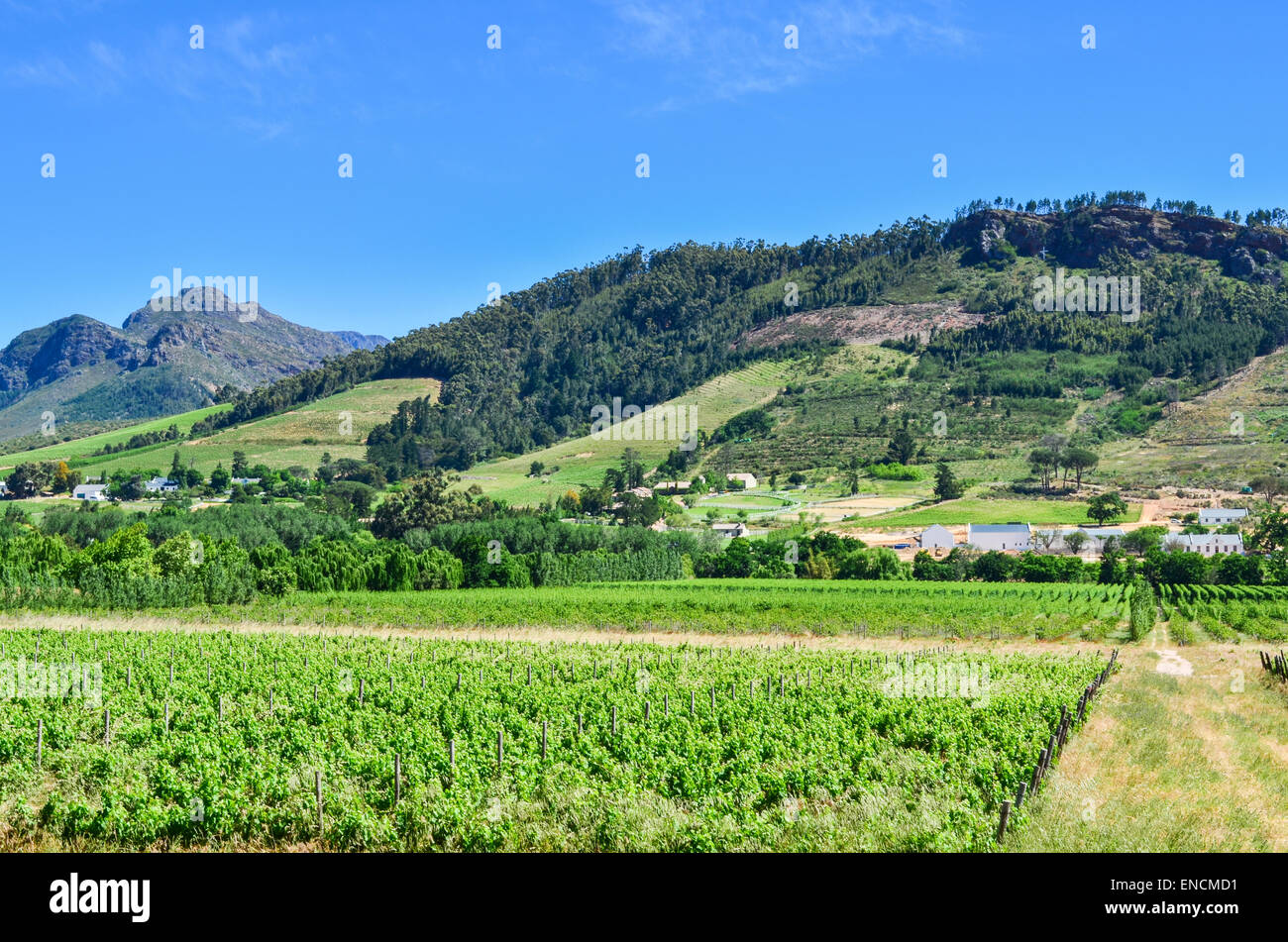 Landscape of the vineyards of Franschhoek, South Africa Stock Photo - Alamy