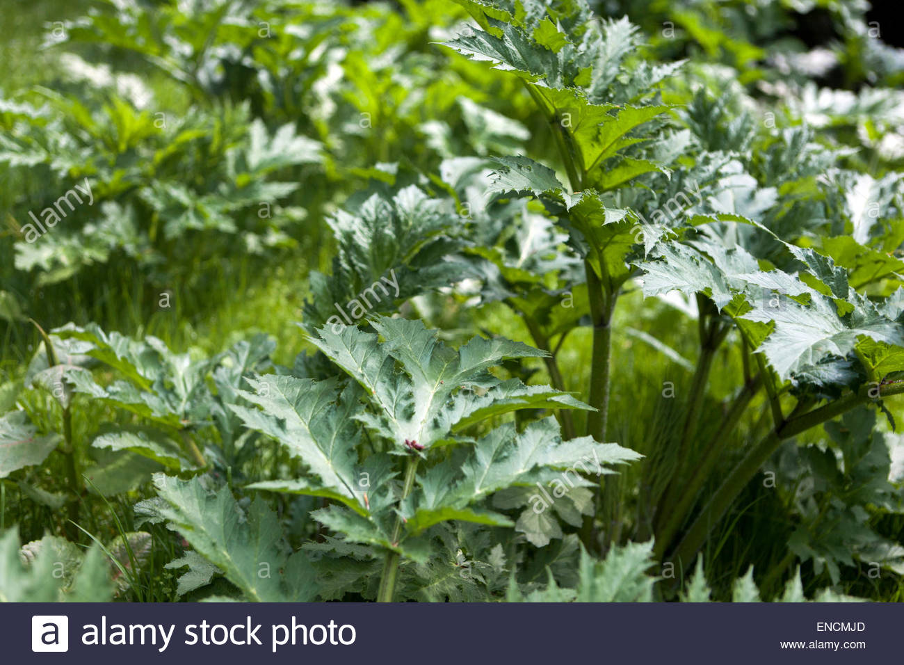 Giant Hogweed Heracleum Mantegazzianum Stock Photos & Giant Hogweed ...