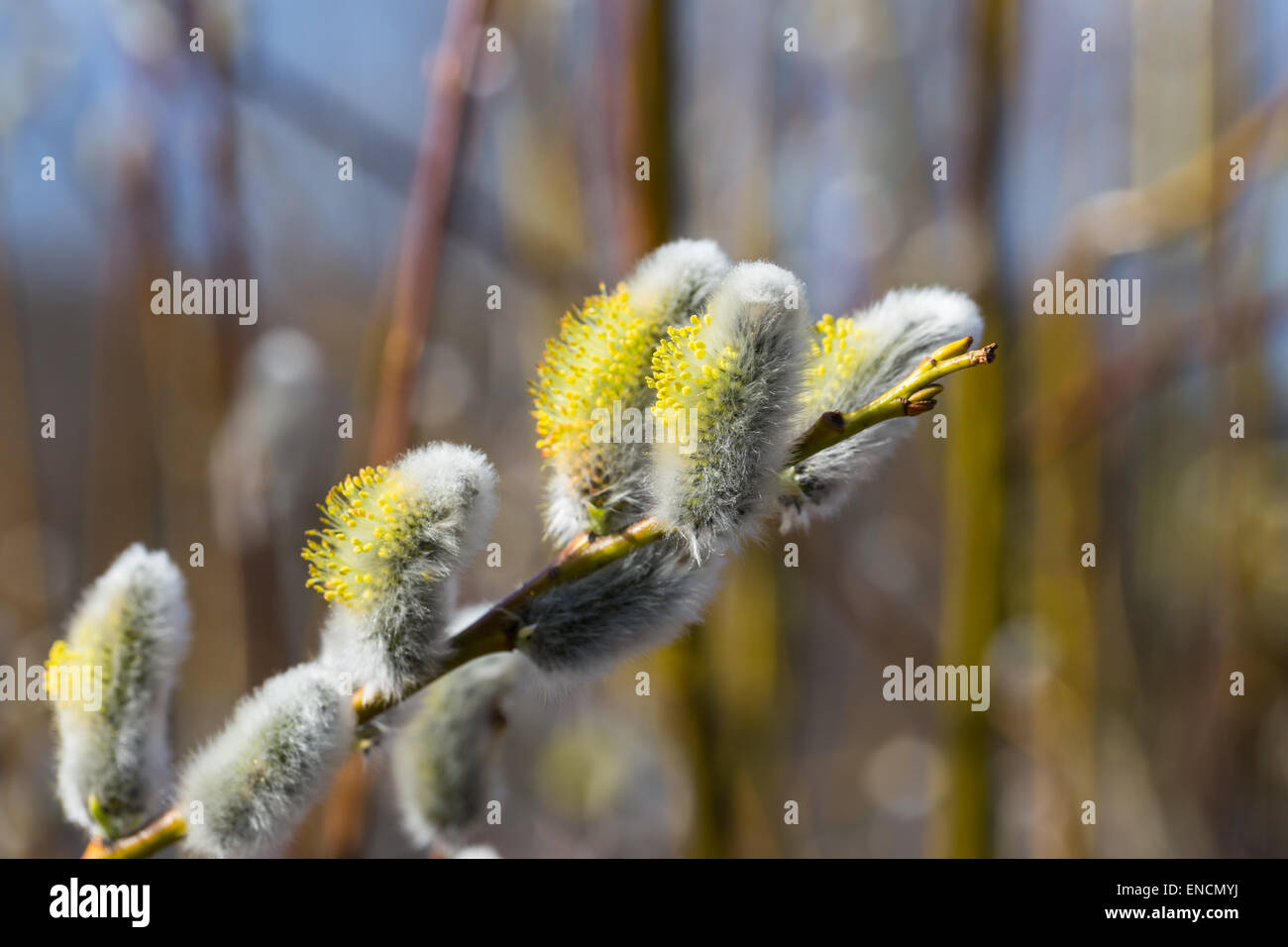 Fluffy soft willow buds in early spring Stock Photo - Alamy