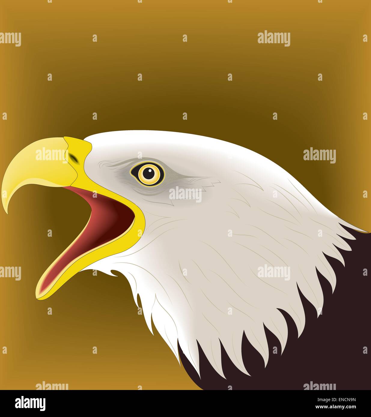 Eagle feather shape hi-res stock photography and images - Alamy