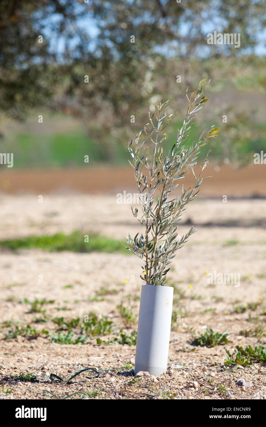Young olive tree hi-res stock photography and images - Alamy