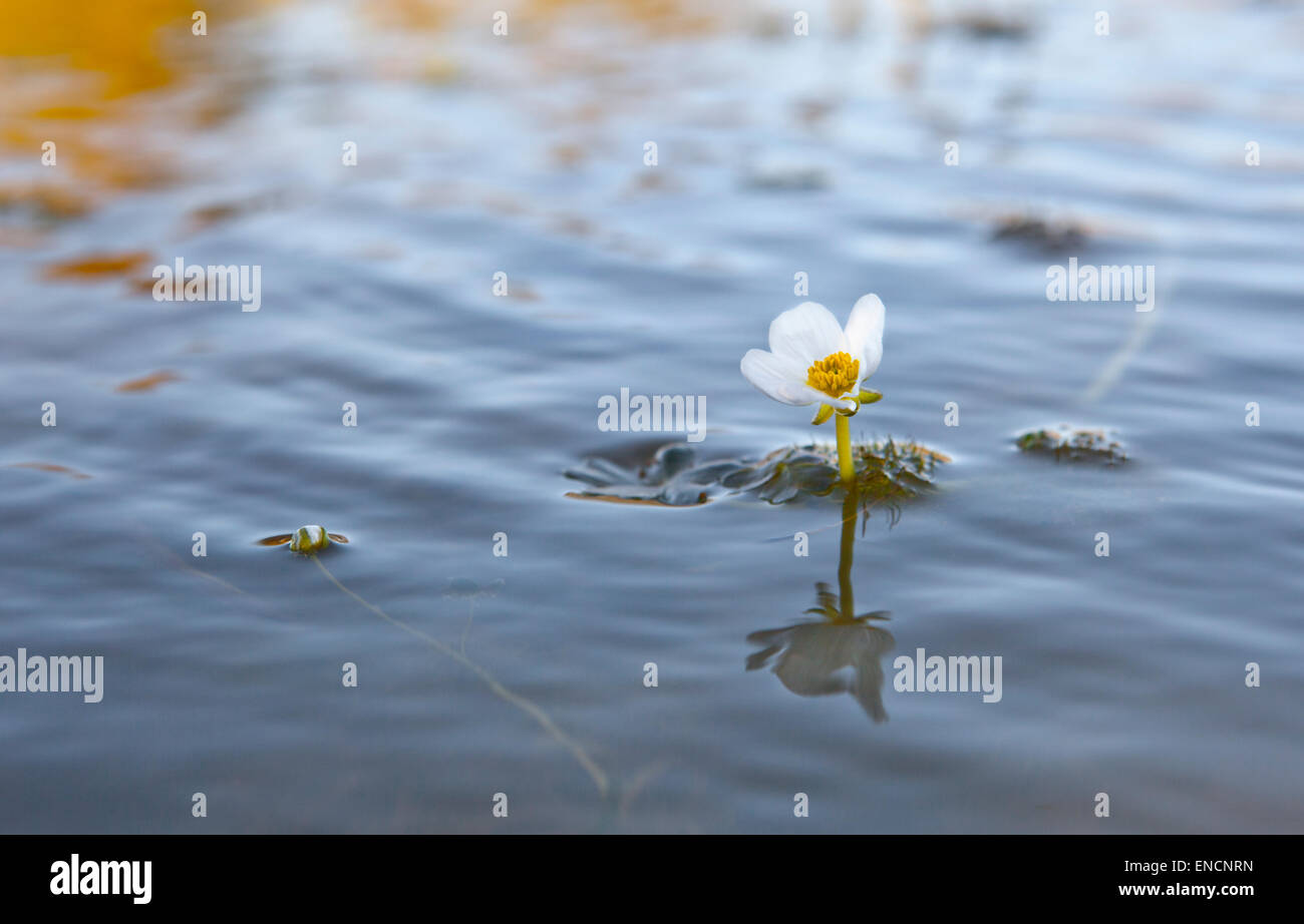 Common Water Crowfoot or ranunculus aquatilis La Albuera lake area ...