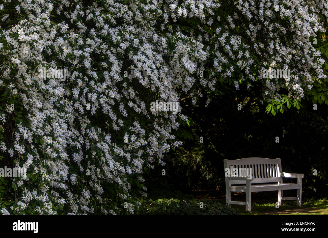 Pearl bush white blossom Exochorda albertii, white wooden bench under ...