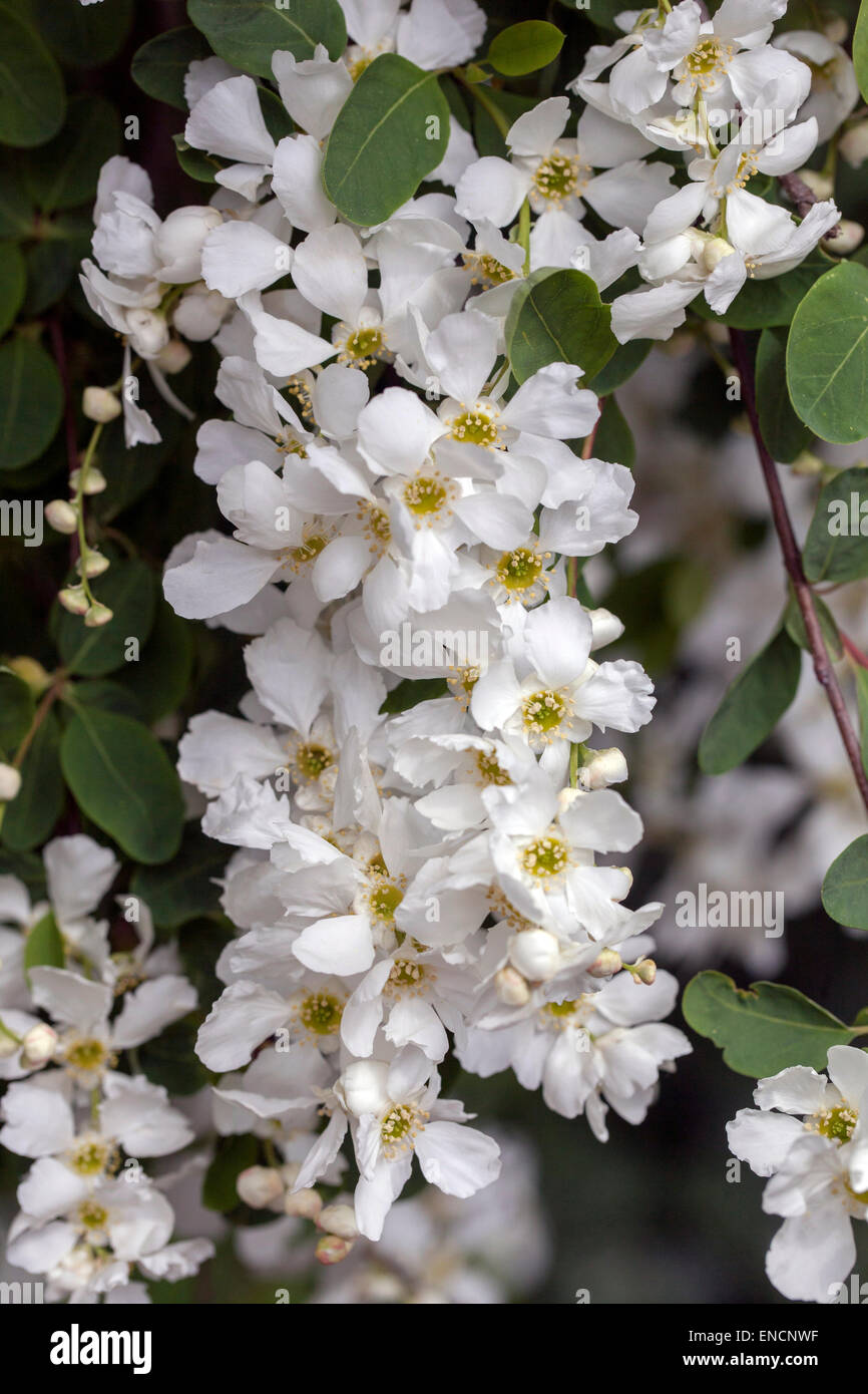 Pearl bush hi-res stock photography and images - Alamy